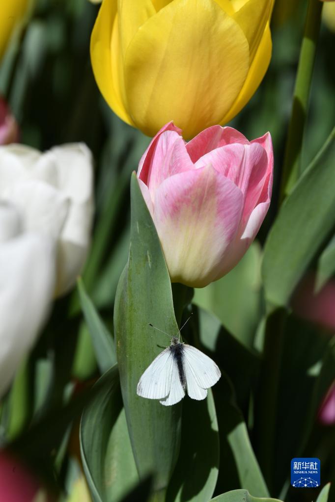 伊斯坦布尔：鲜花盛开 - 海外频道 - 东南网