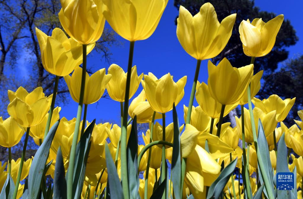 伊斯坦布尔：鲜花盛开 - 海外频道 - 东南网